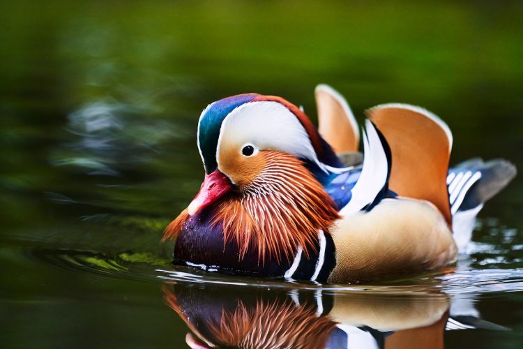 Top 10 des oiseaux les plus beaux