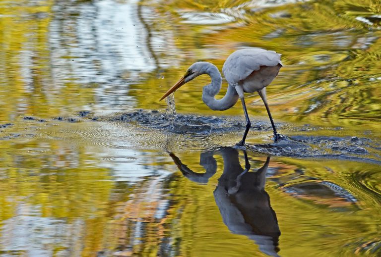Tout savoir sur l'aigrette : grande aigrette, aigrette garzette et héron