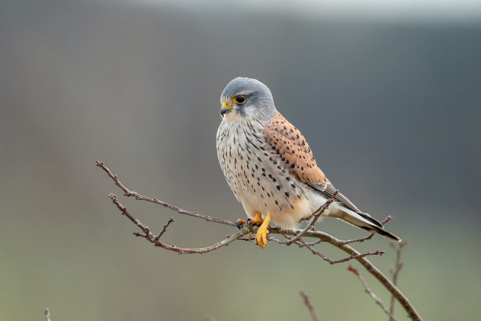 Le faucon crécerelle : tout ce que vous devez savoir sur cet oiseau